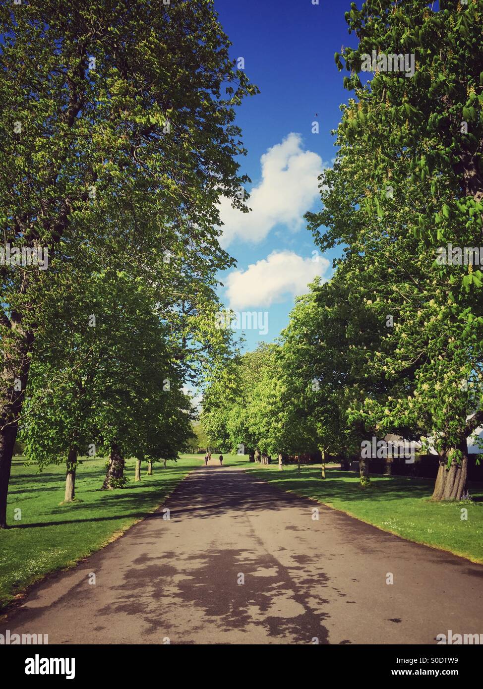 Path through the trees in Hyde park Stock Photo - Alamy