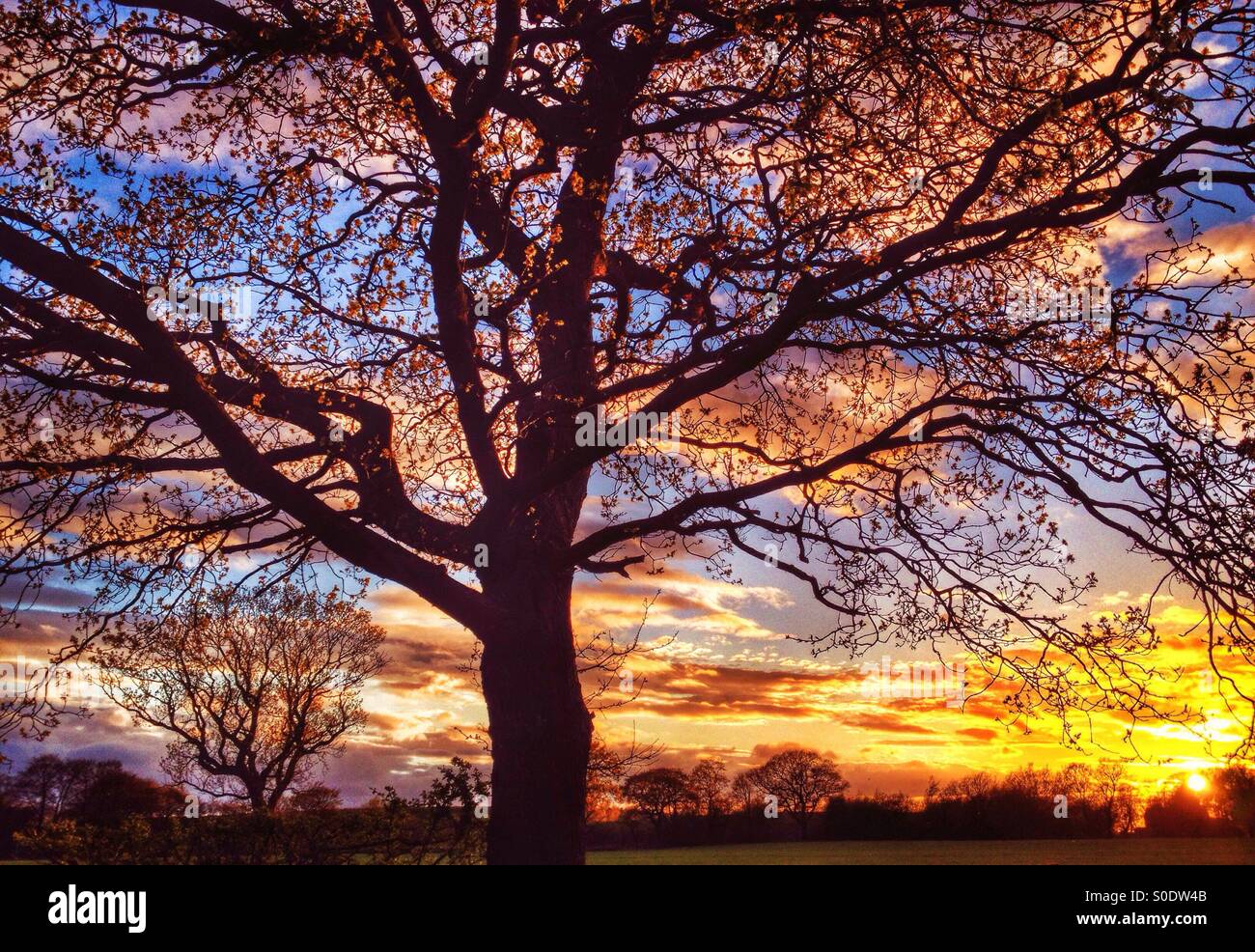Trees in silhouette at sunset Stock Photo - Alamy