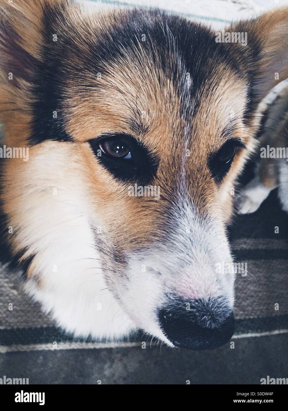 Corgi face hi-res stock photography and images - Alamy