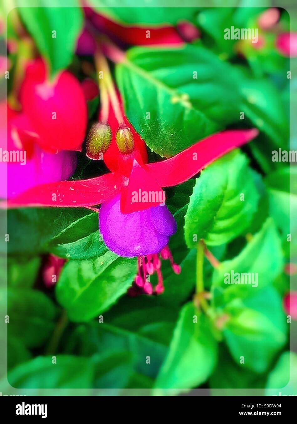 Green plant bright flowers hi-res stock photography and images - Alamy