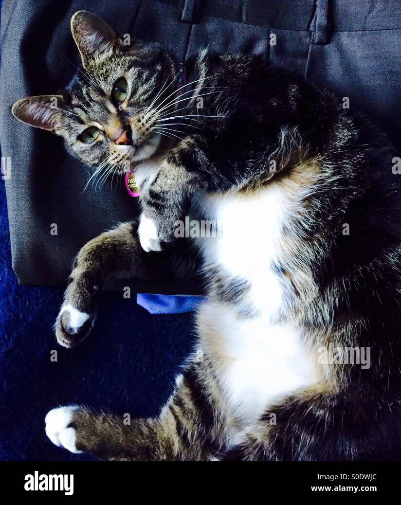 Funny cat expression hi-res stock photography and images - Alamy