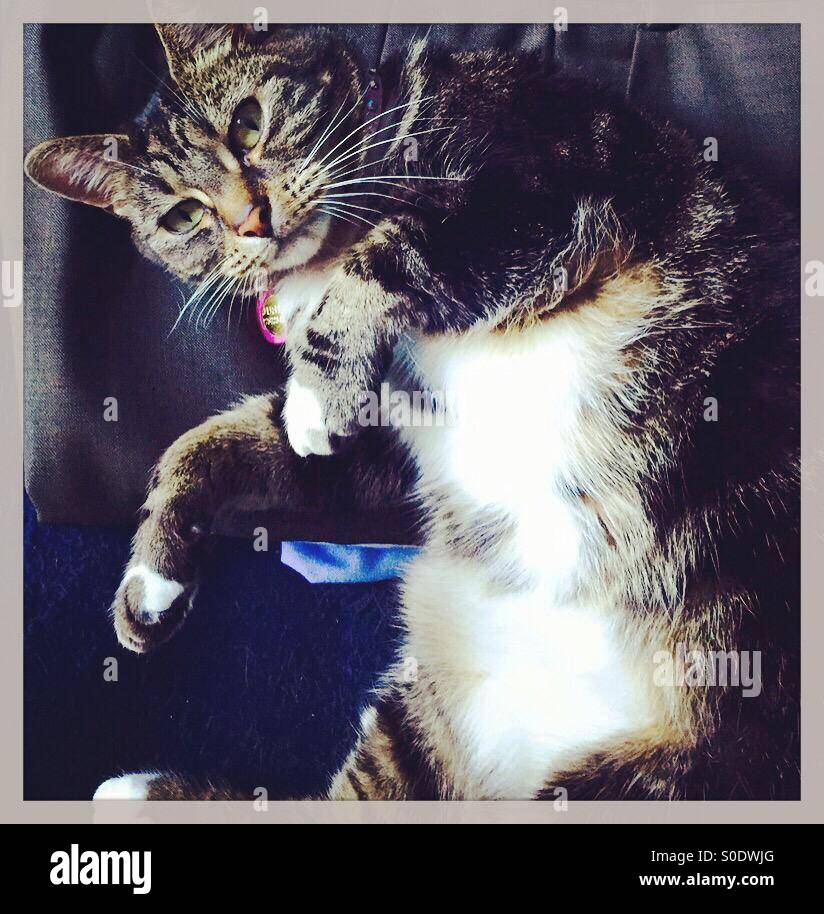 Cat on back hi-res stock photography and images - Alamy