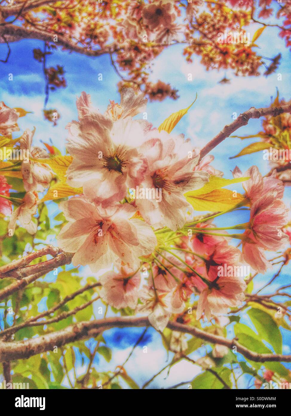 Manchester spring flowers hi-res stock photography and images - Alamy