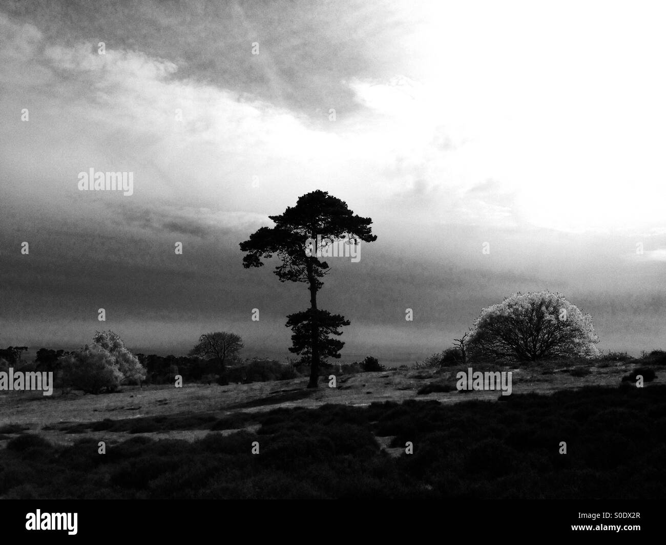 Sutton Heath, Suffolk, UK Stock Photo - Alamy