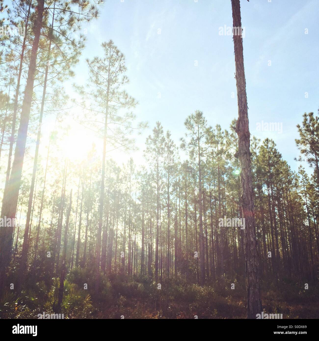 Tall trees stand hi-res stock photography and images - Alamy