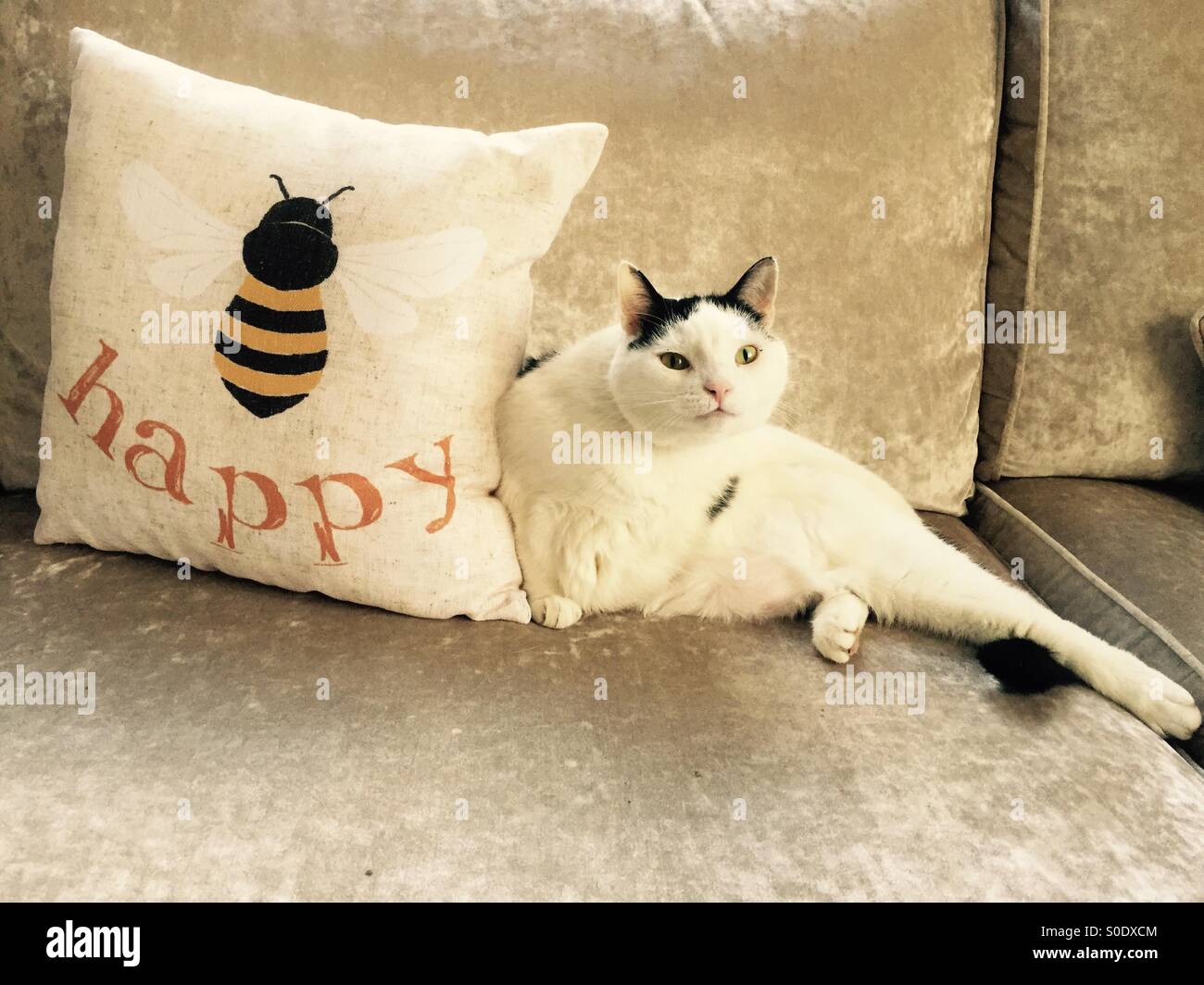 Cute pussycat hi-res stock photography and images - Alamy