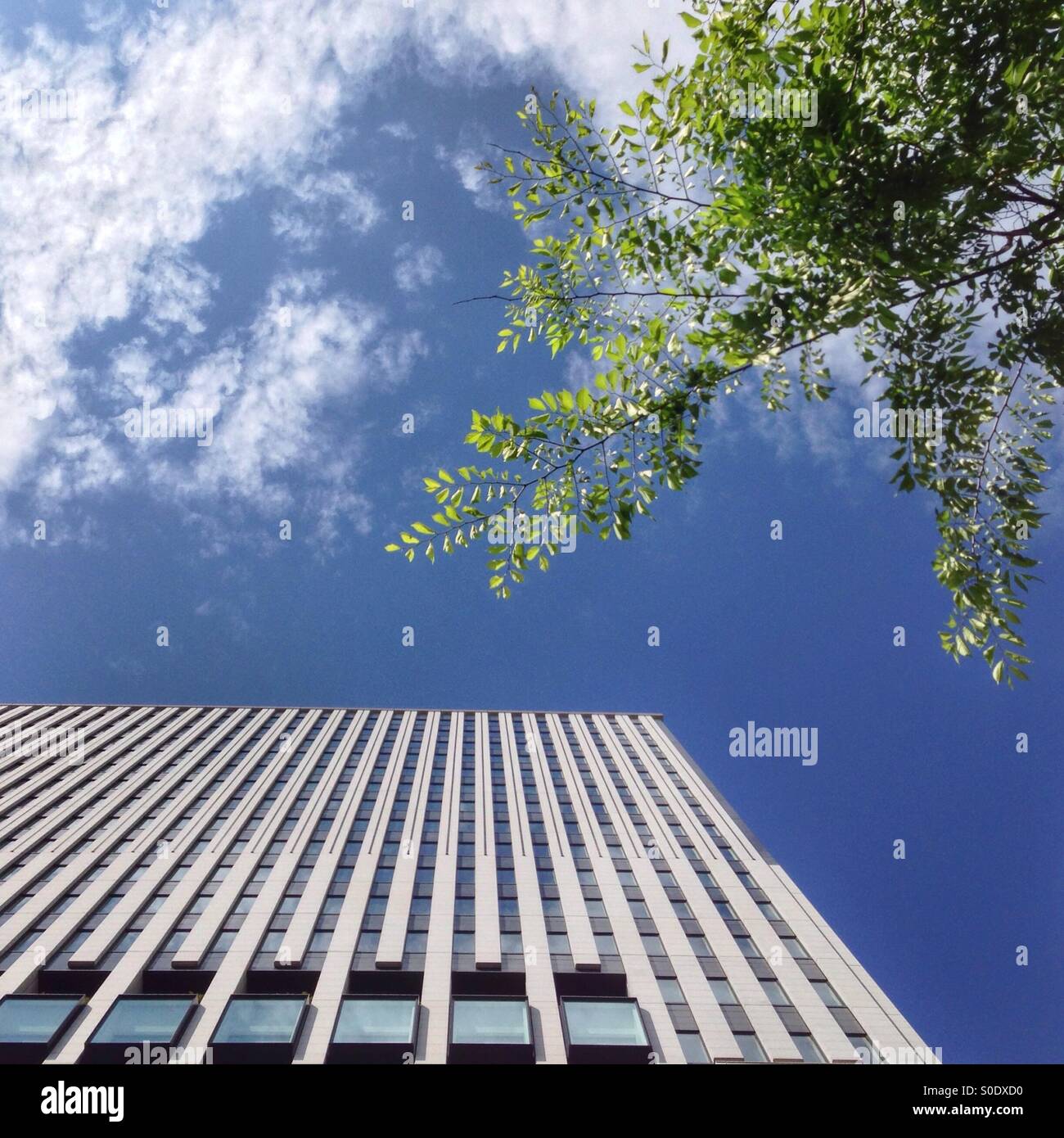 Modern office building, deep blue sky, overhanging tree. Looking up ...