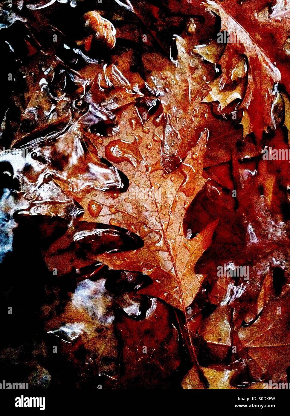 Wet autumn leaves after rain hi-res stock photography and images - Alamy