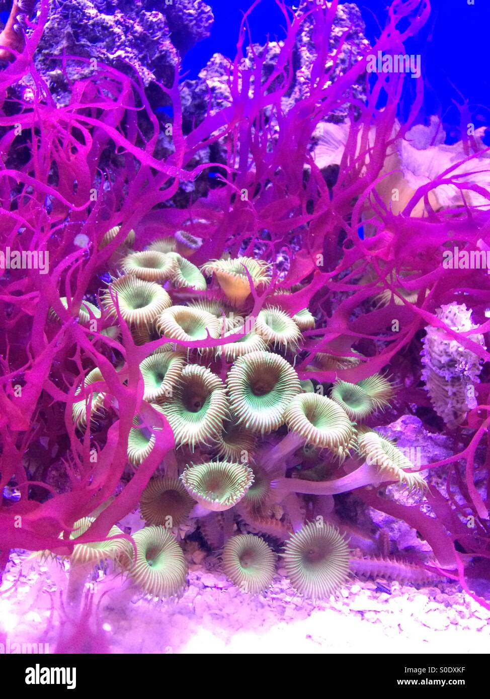 Pretty coral hi-res stock photography and images - Alamy