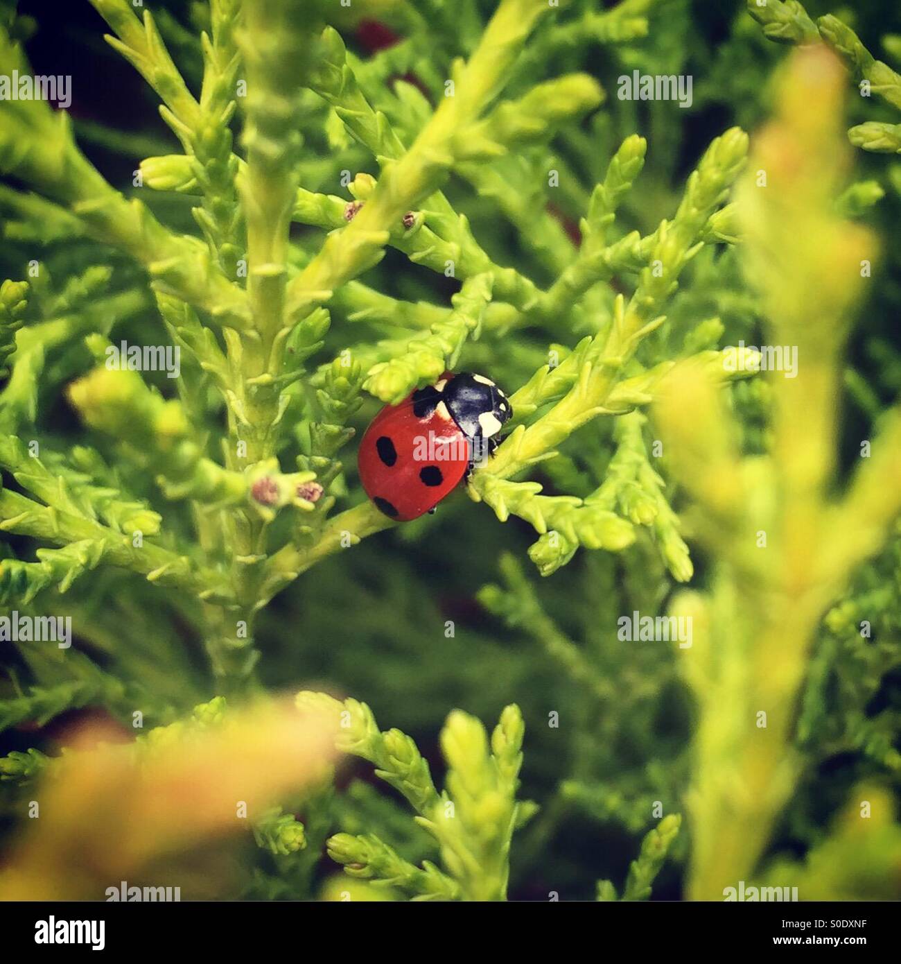 Ladybird closeup hi-res stock photography and images - Alamy