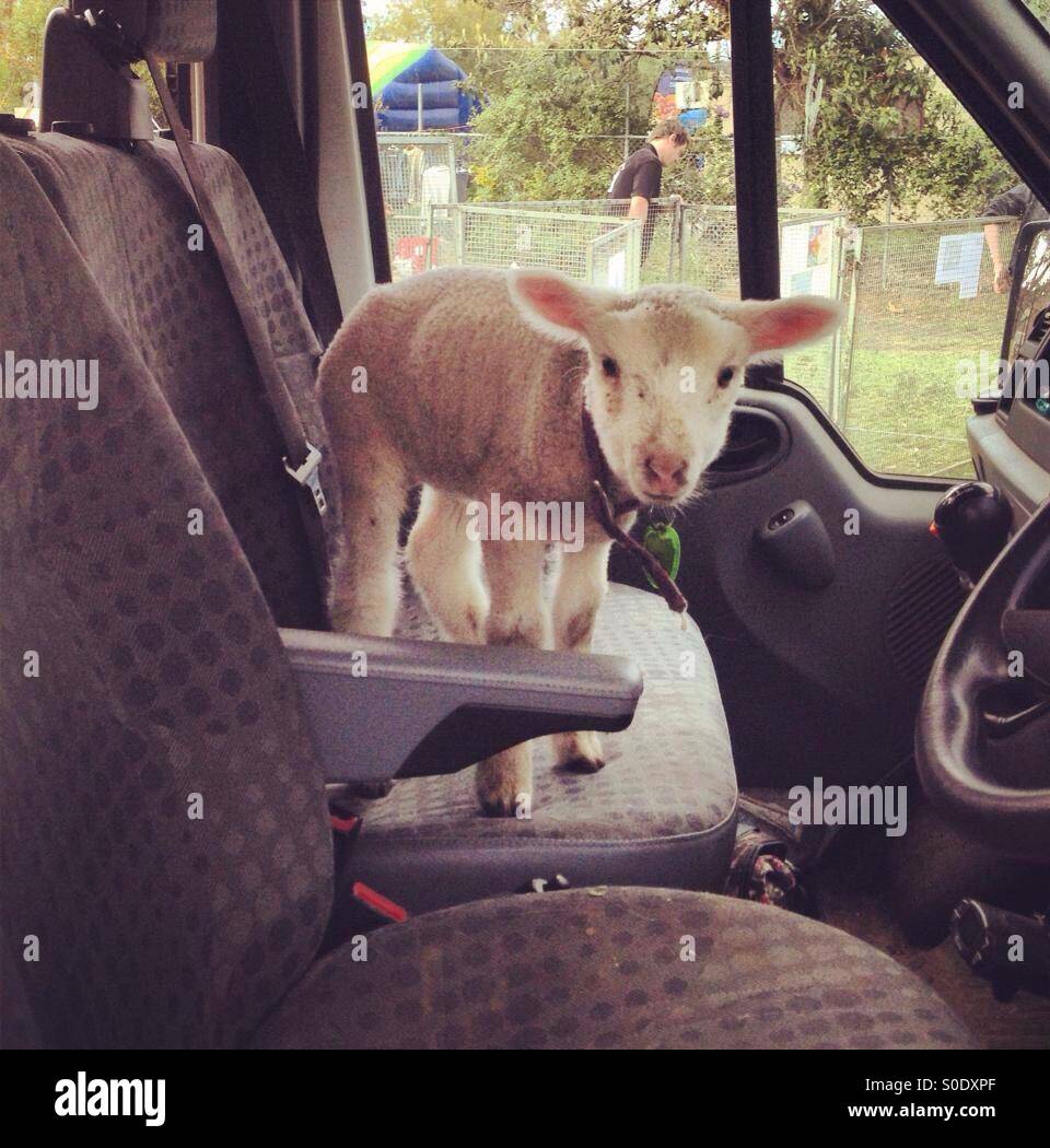 Don't ever let a lamb drive Stock Photo - Alamy
