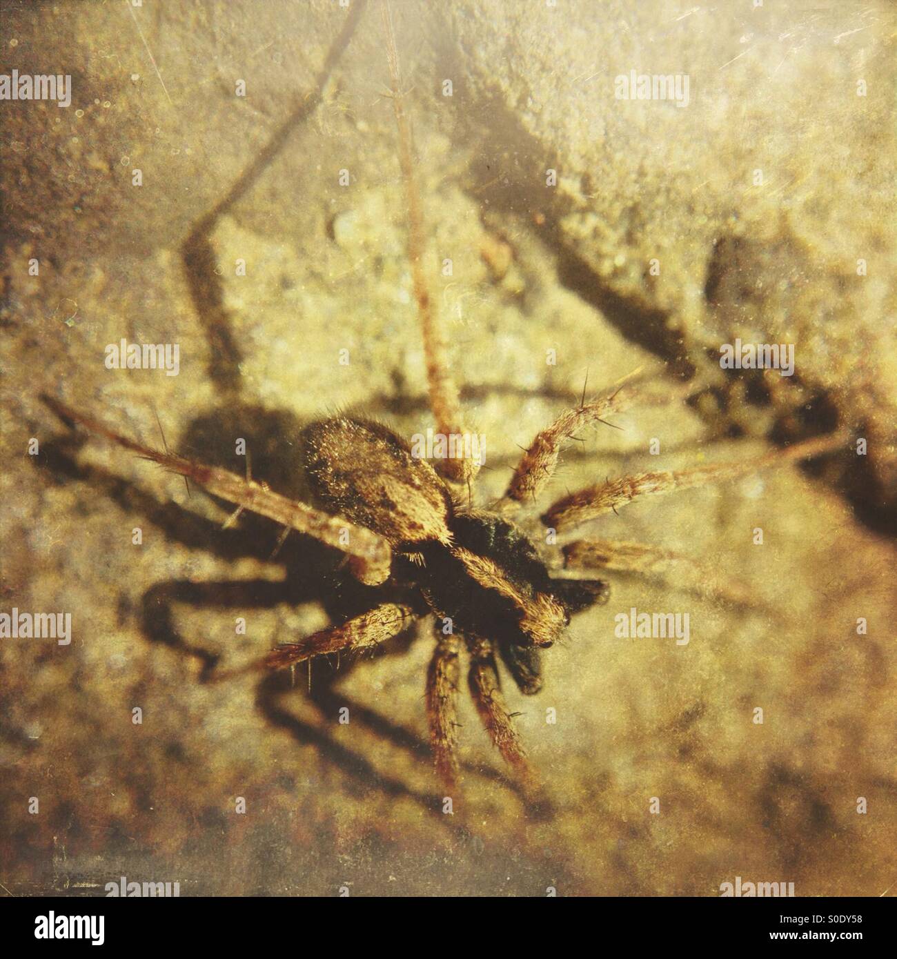 Spider in garden Stock Photo - Alamy