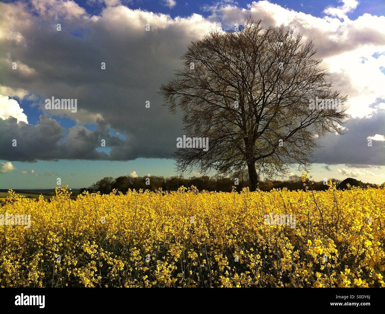 Fields of gold Stock Photo - Alamy