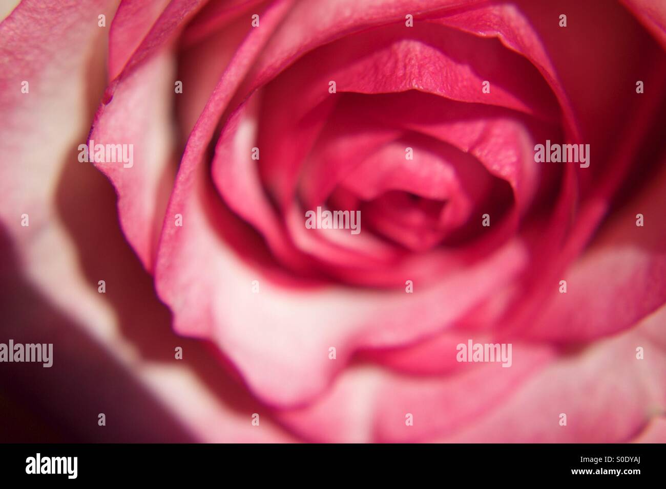 Two toned rose hi-res stock photography and images - Alamy