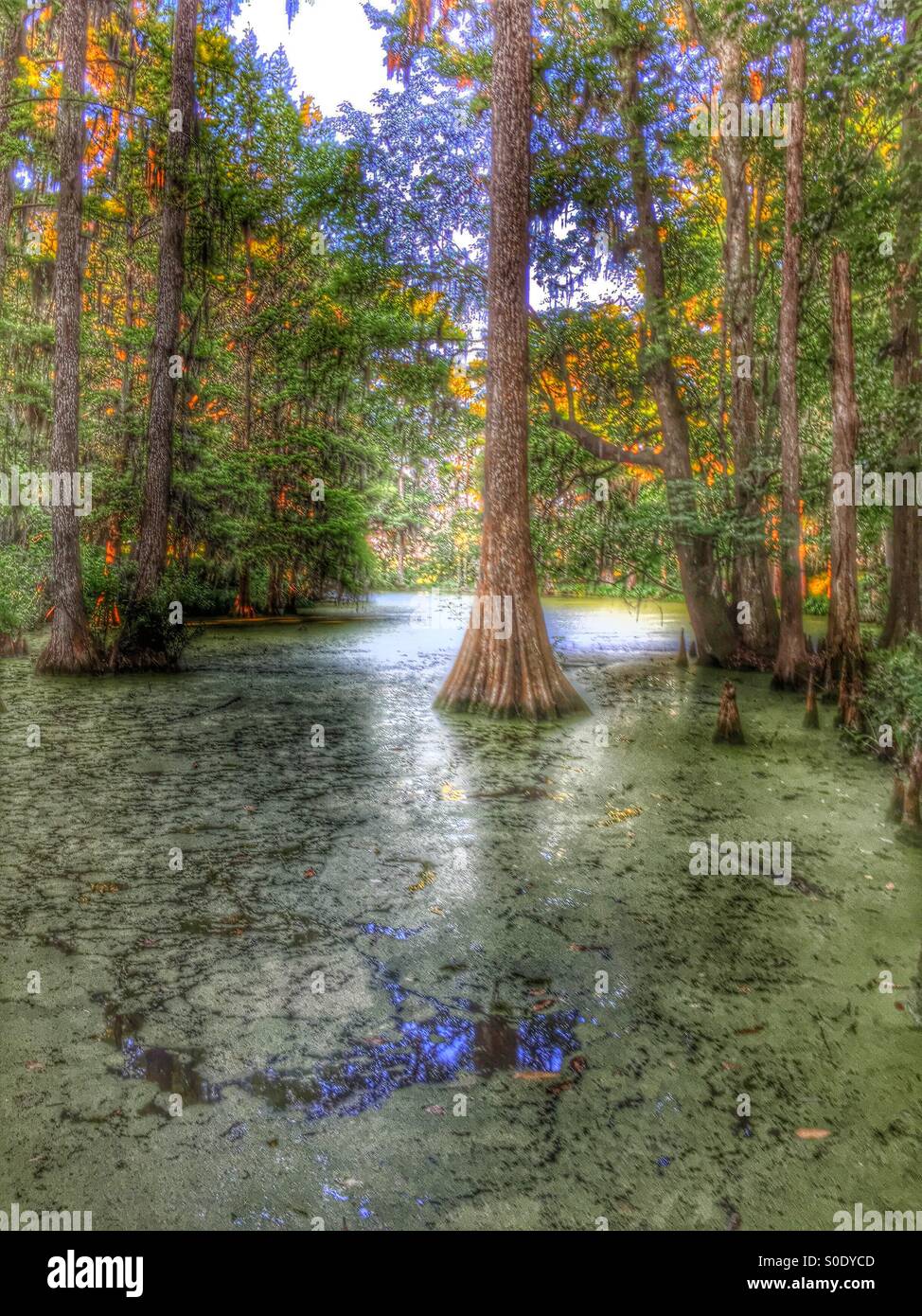 Swamp magnolia plantation hi-res stock photography and images - Alamy