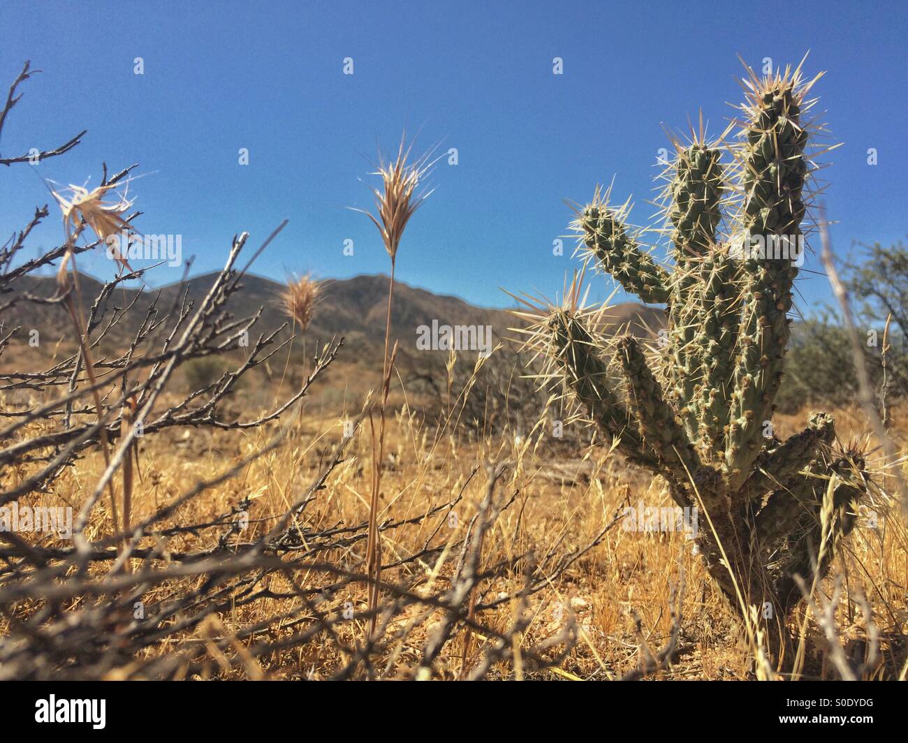 California desert hi-res stock photography and images - Alamy