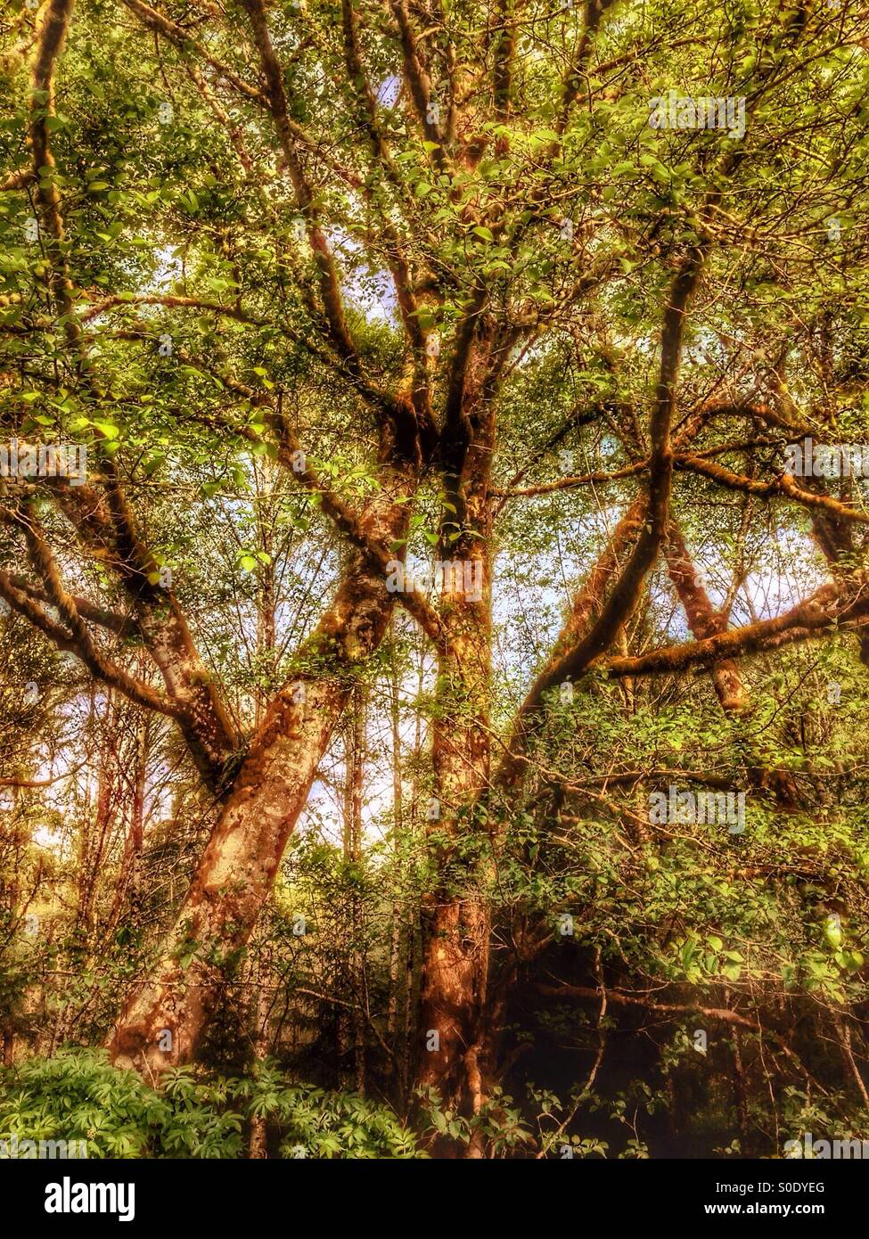 Canopy of intertwined foliage hi-res stock photography and images - Alamy