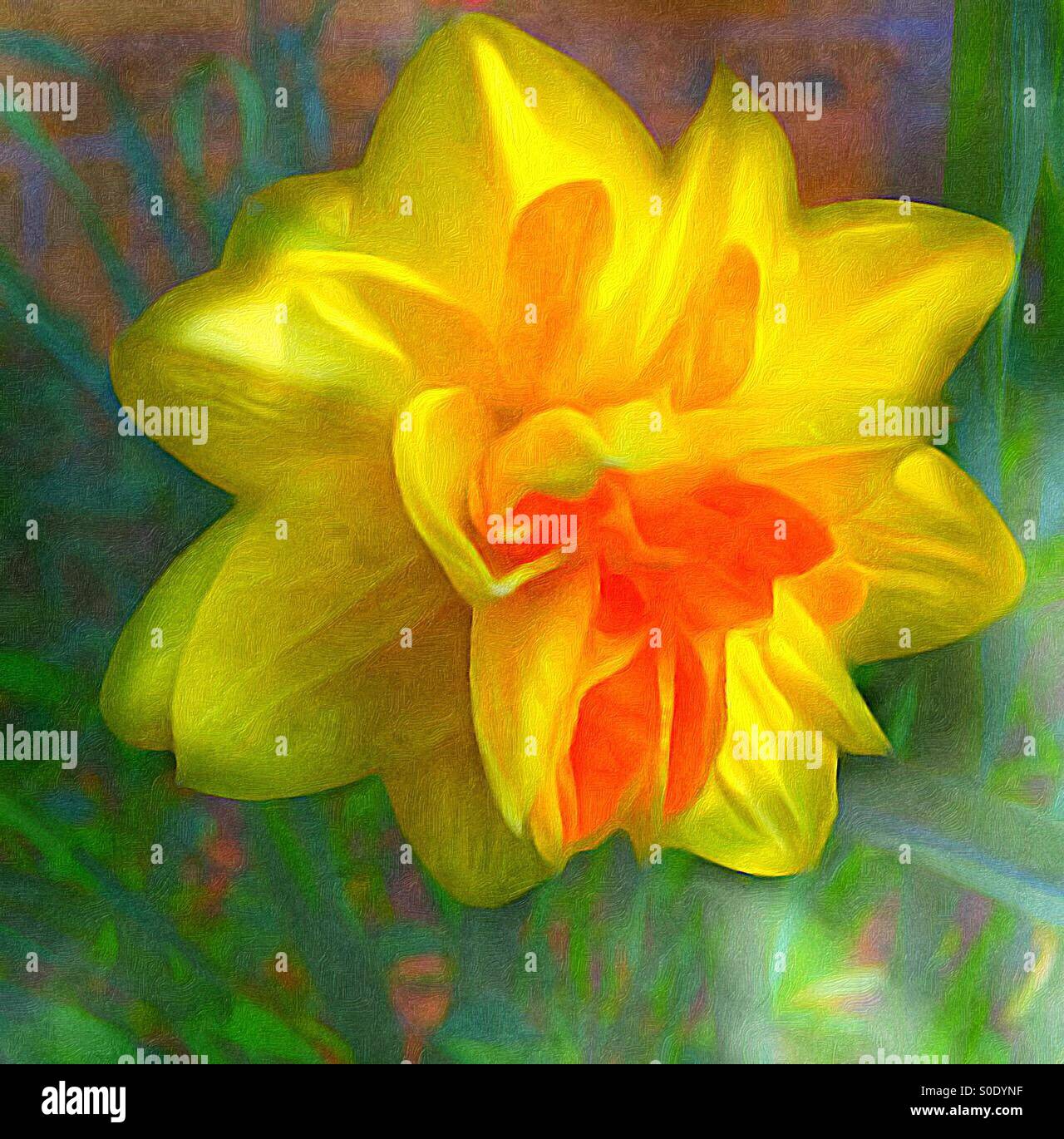 Frilly double daffodil hi-res stock photography and images - Alamy