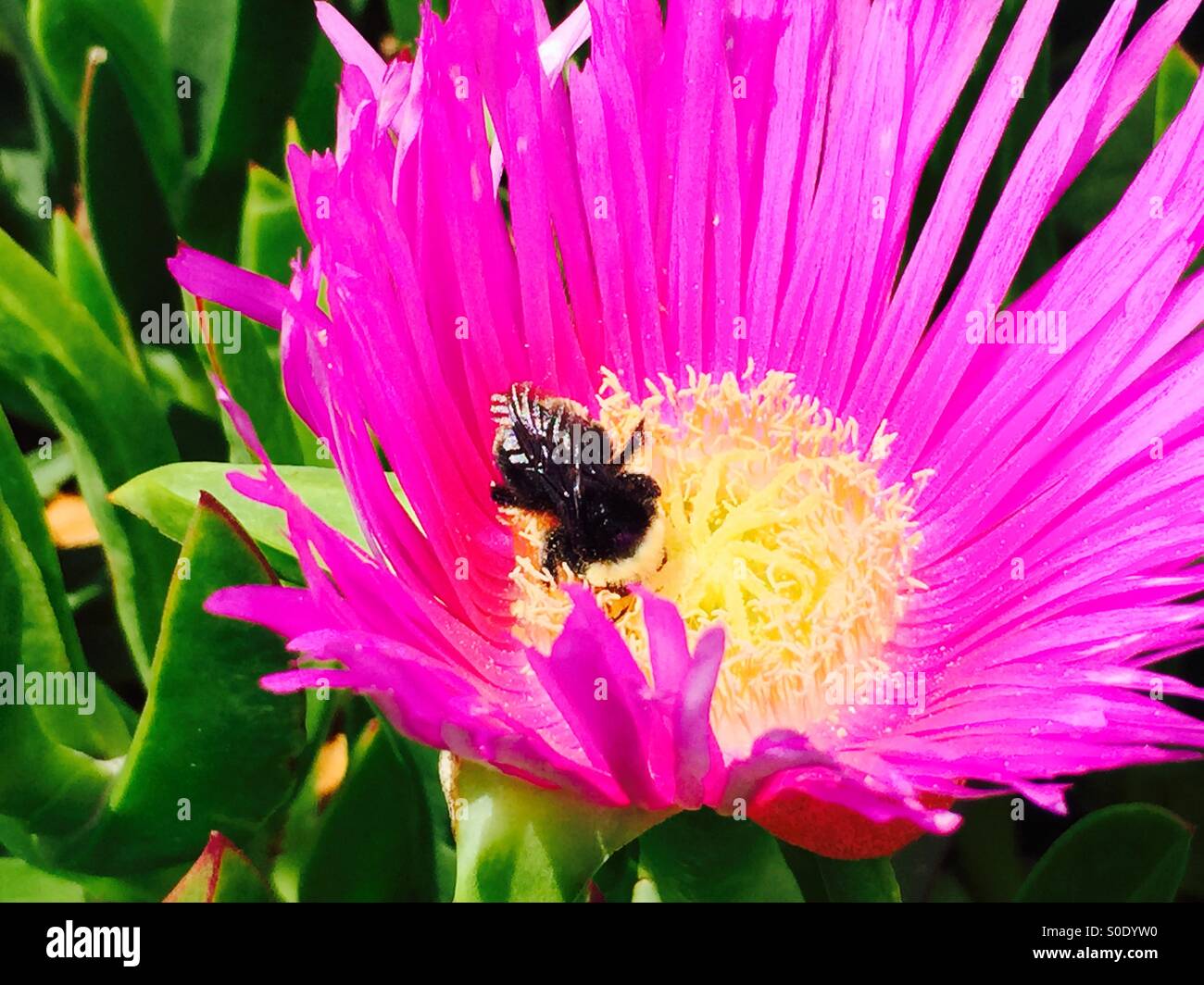Ice bee hi-res stock photography and images - Alamy