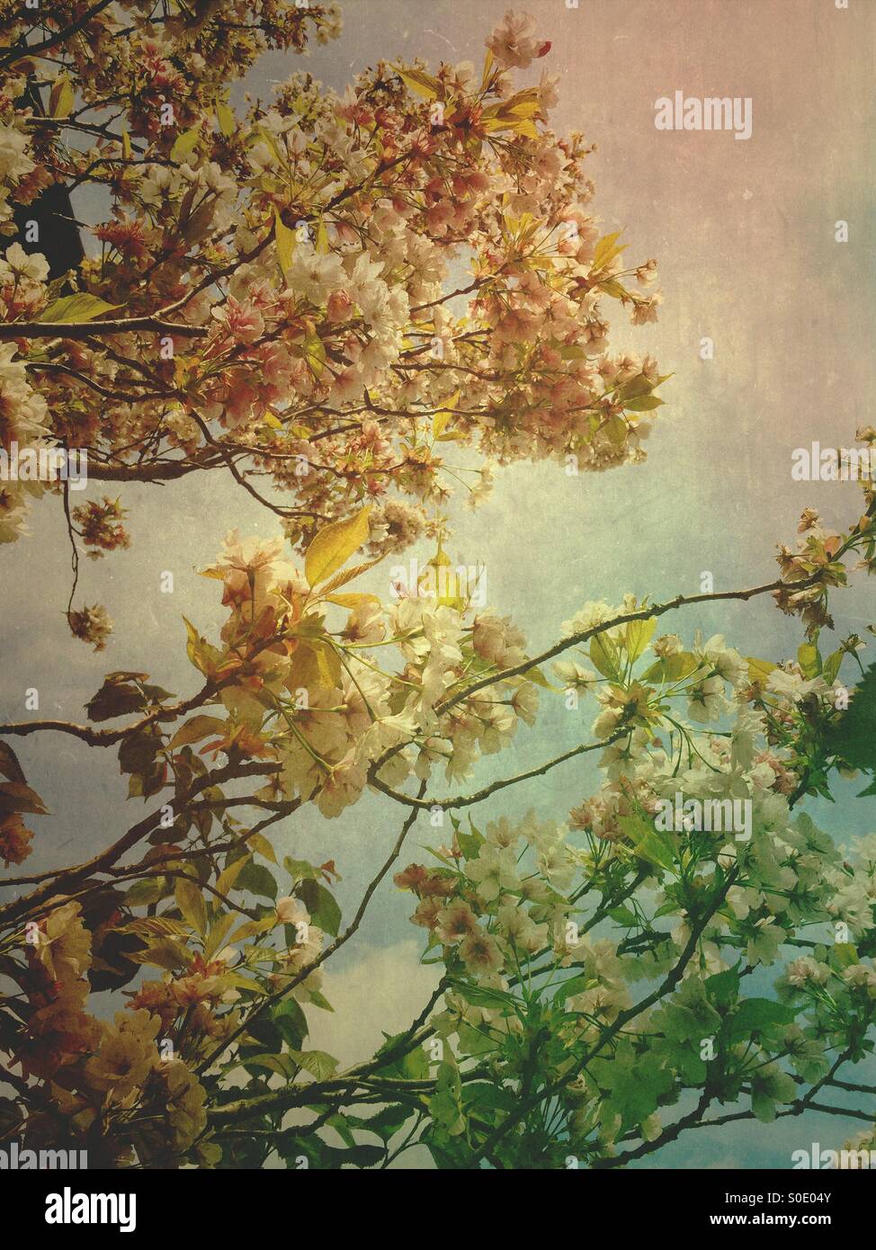 Branches flower hi-res stock photography and images - Alamy