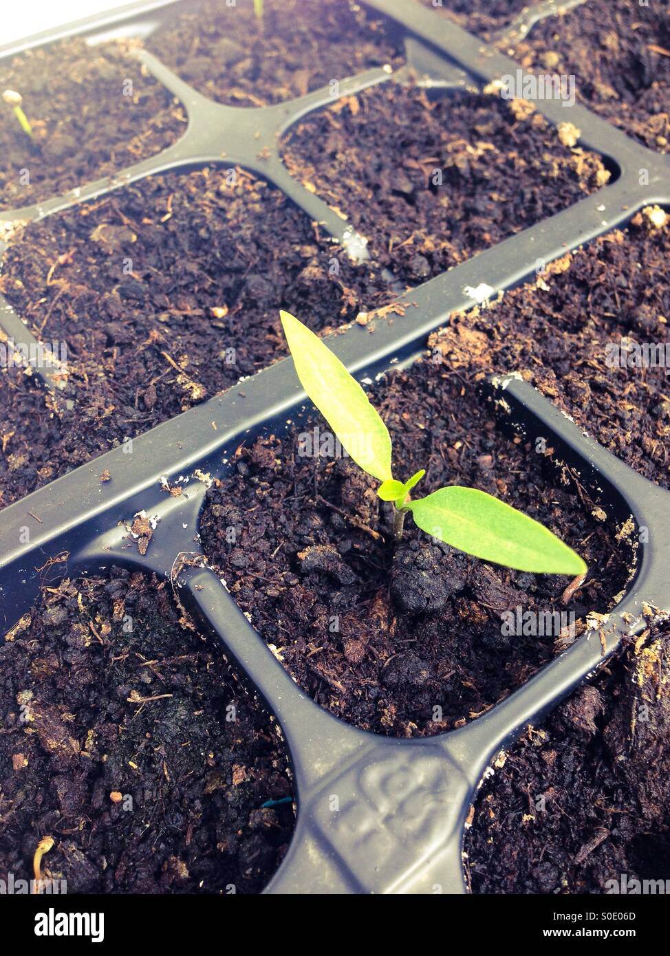 Growing seed hi-res stock photography and images - Alamy