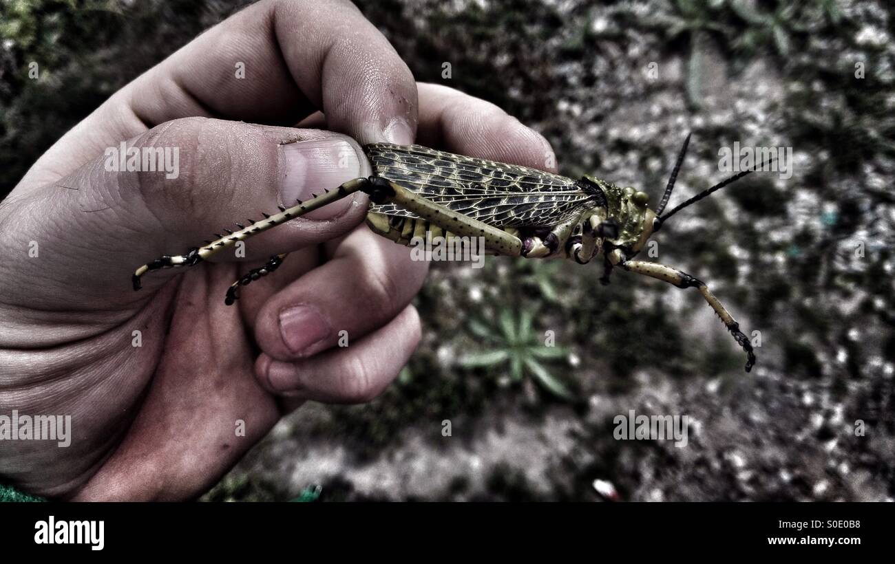 Hand and grasshopper hi-res stock photography and images - Alamy