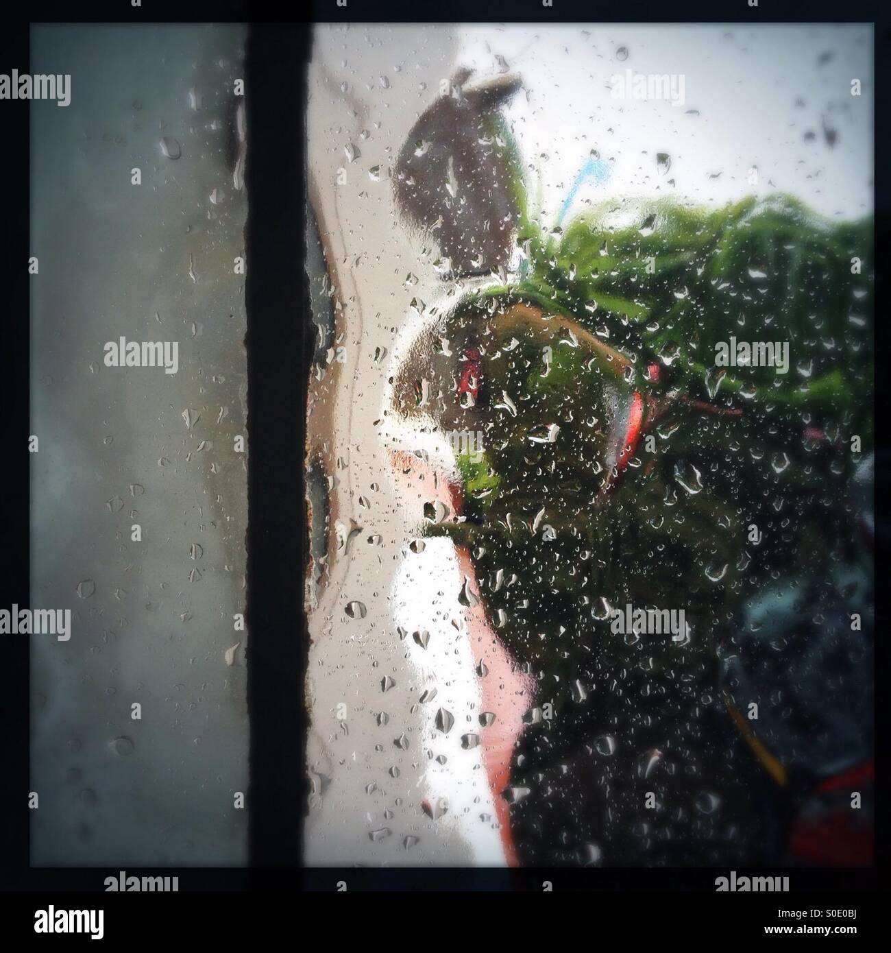 Rain falling on leaded glass window Stock Photo - Alamy