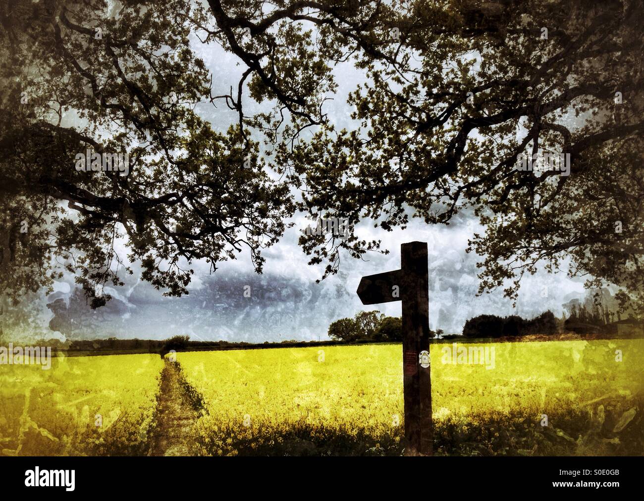 Footpath across Oil Seed Rape field, England, UK Stock Photo - Alamy