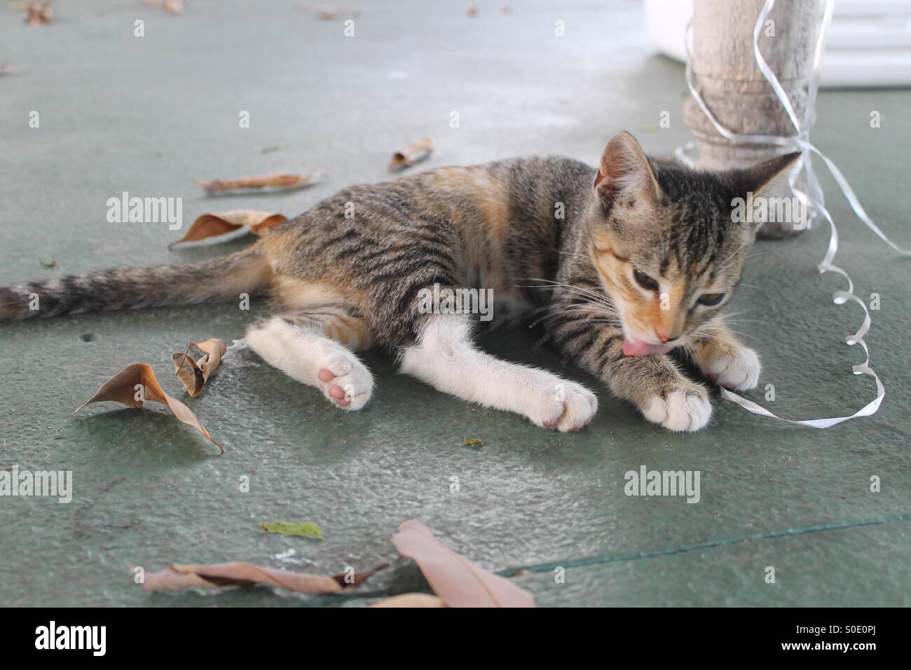 Cute daisy hi-res stock photography and images - Alamy