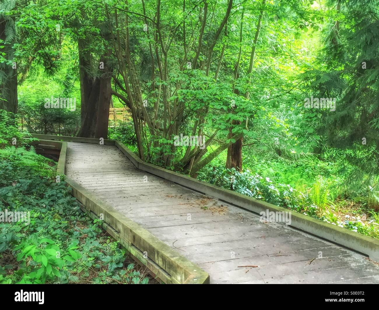 Wooden pathway hi-res stock photography and images - Alamy