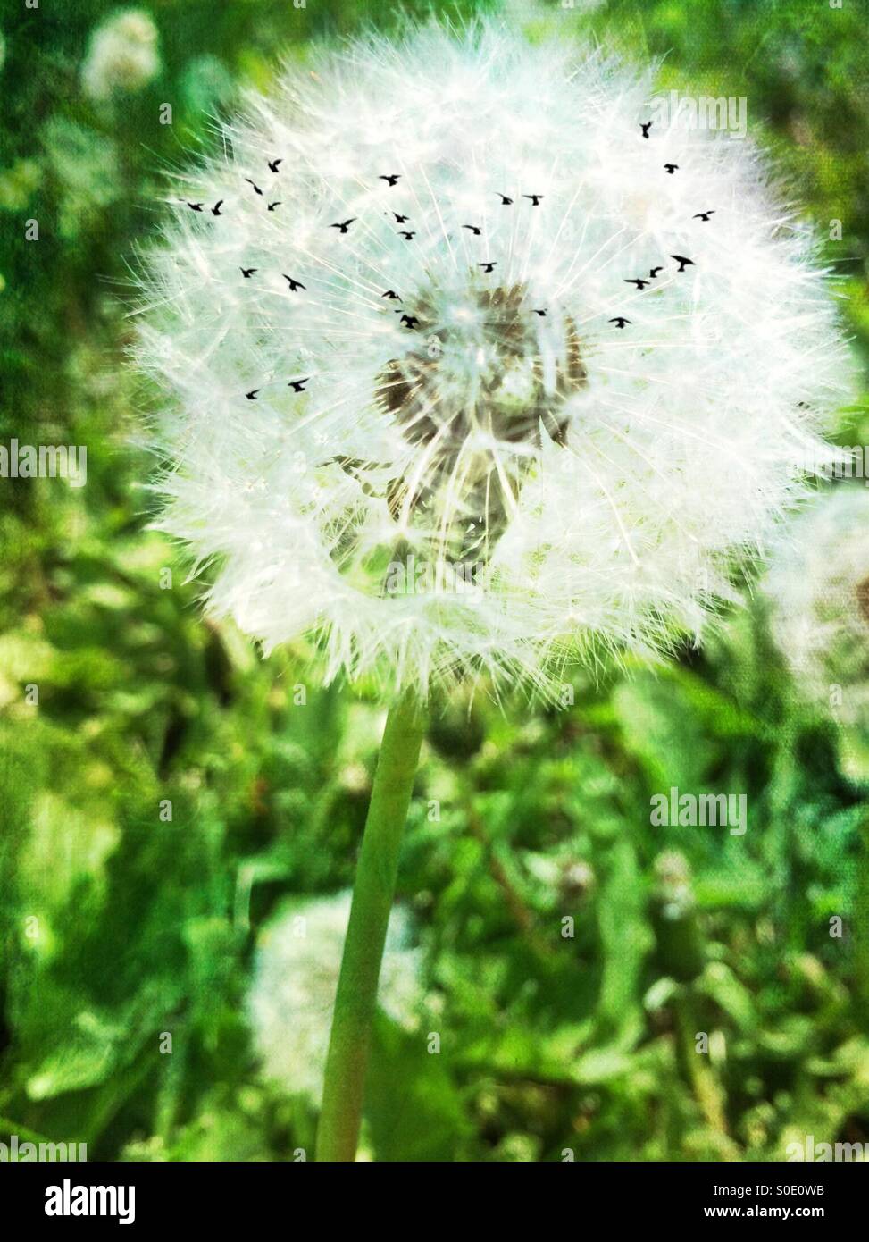 Signs Of Spring Stock Photo - Alamy