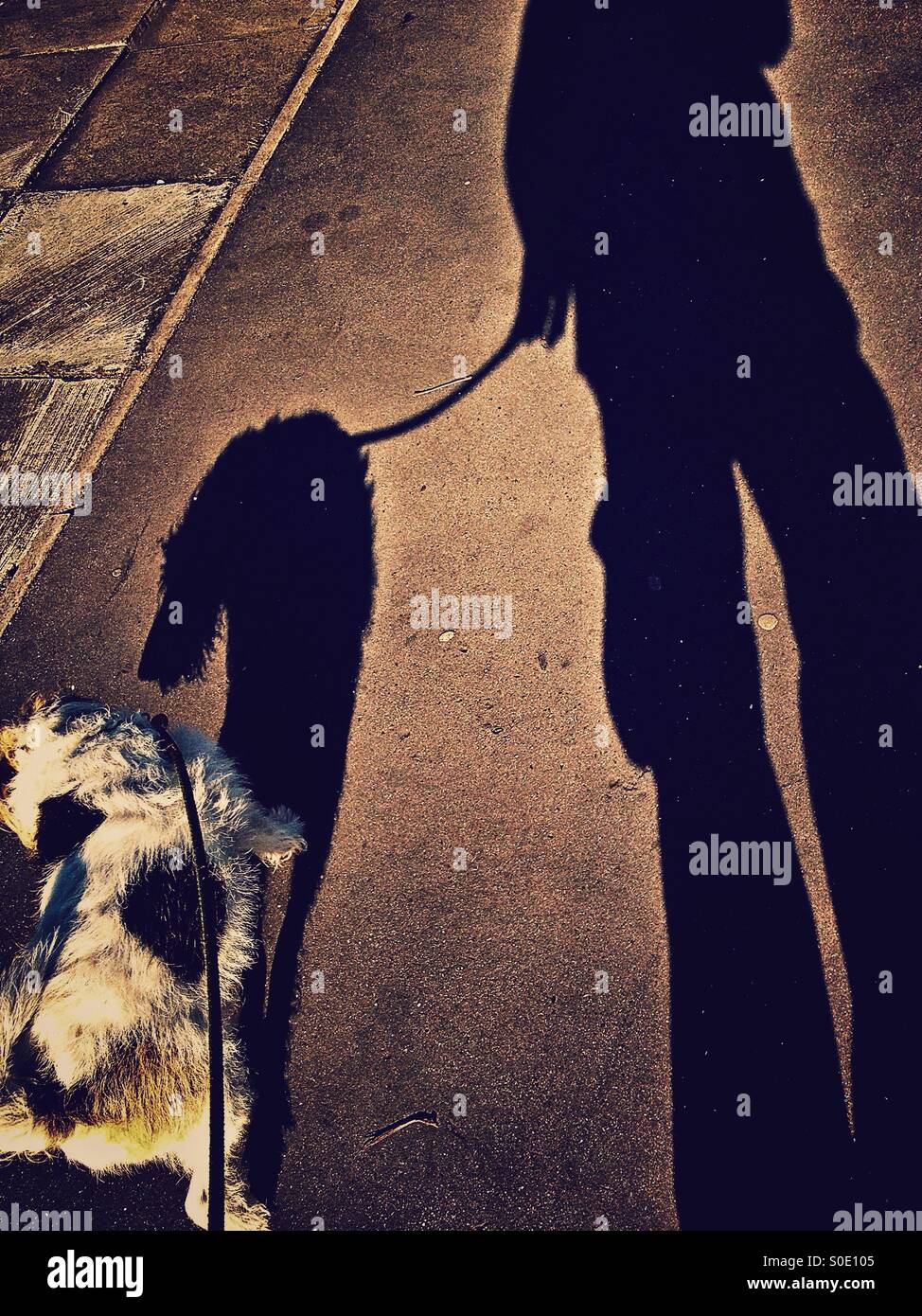 Man walking his dog with heavy shadows on ground Stock Photo - Alamy