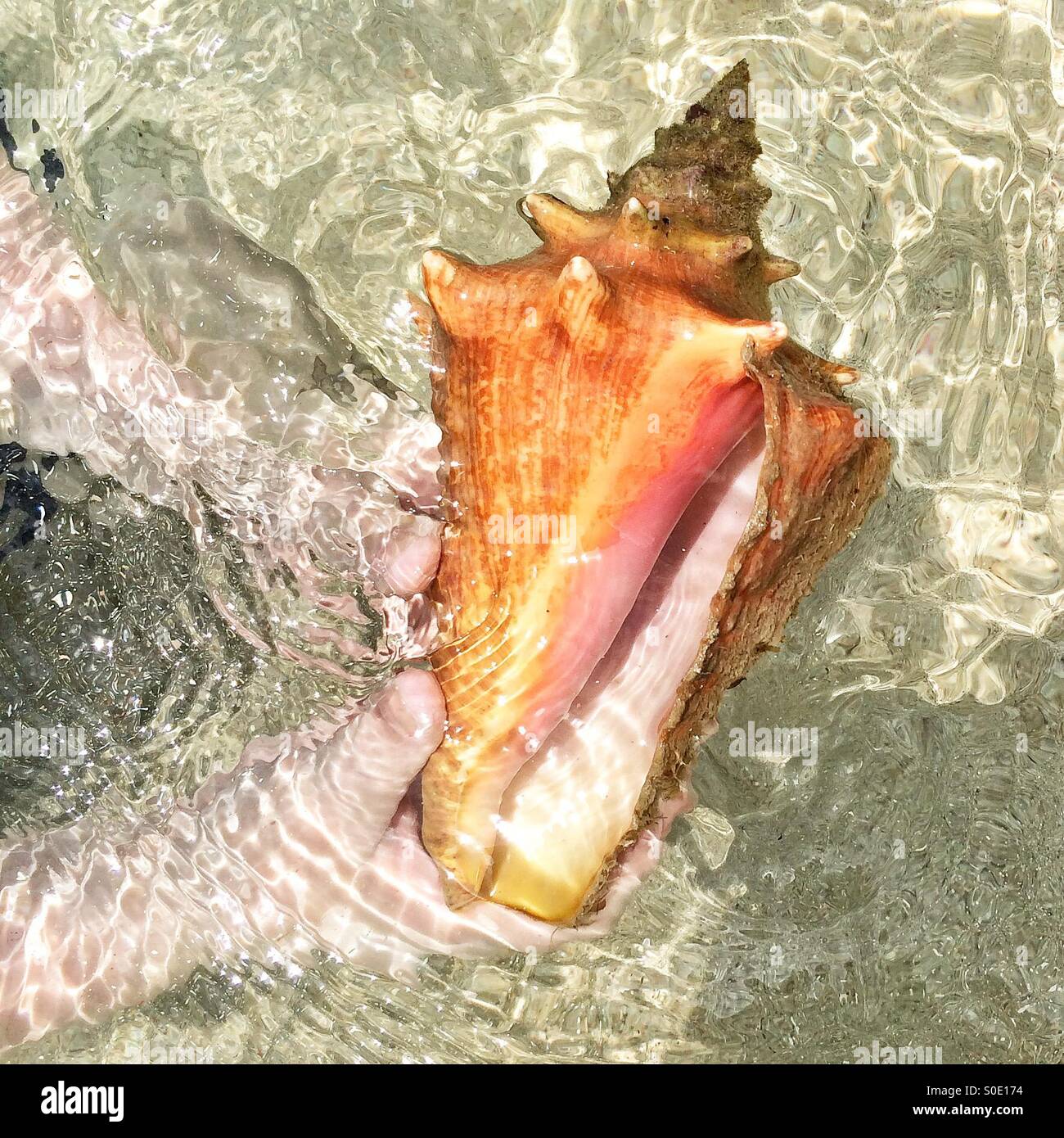Conch Shell Hands Stock Photos & Conch Shell Hands Stock Images - Alamy