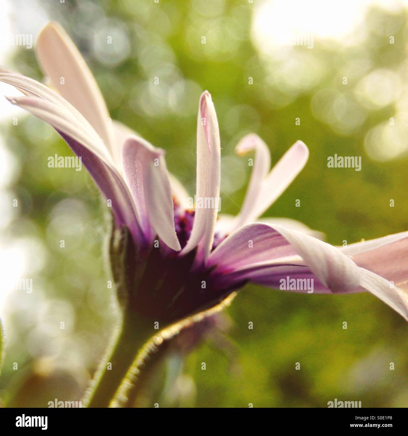 Purple african cape daisy hi-res stock photography and images - Alamy