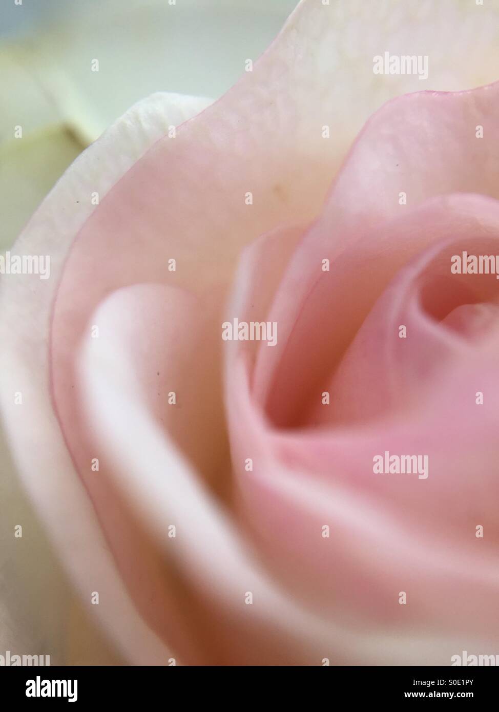 Pale pink rose hi-res stock photography and images - Alamy
