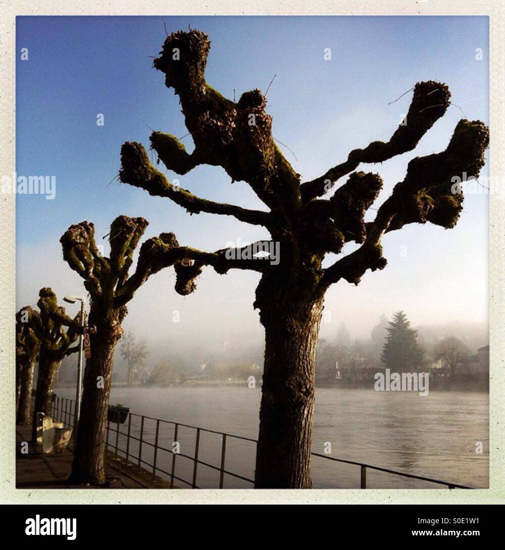 Knobbly Tree High Resolution Stock Photography and Images - Alamy