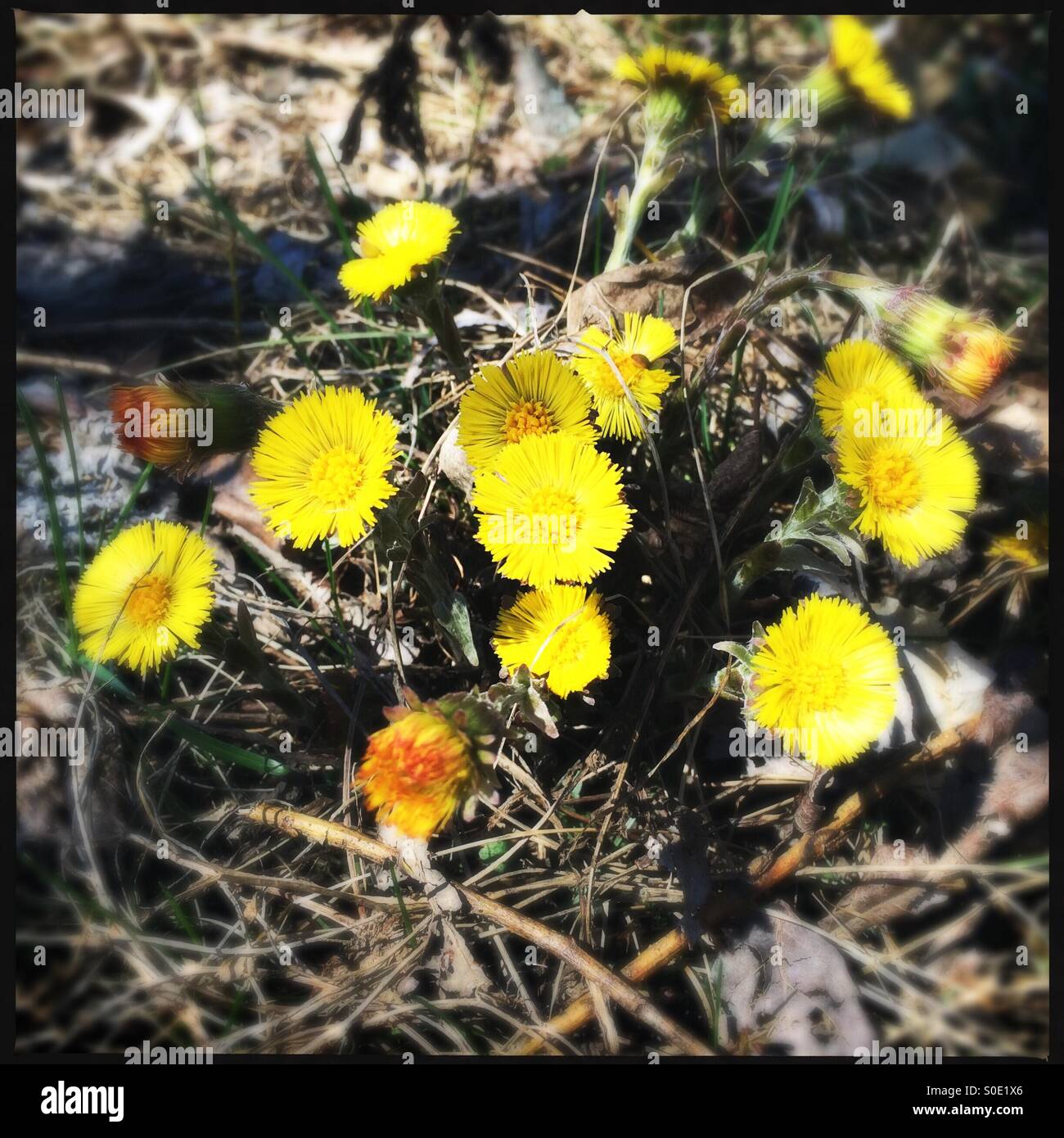Coltsfoot tussilago farfara spring wildflowers hi-res stock photography ...