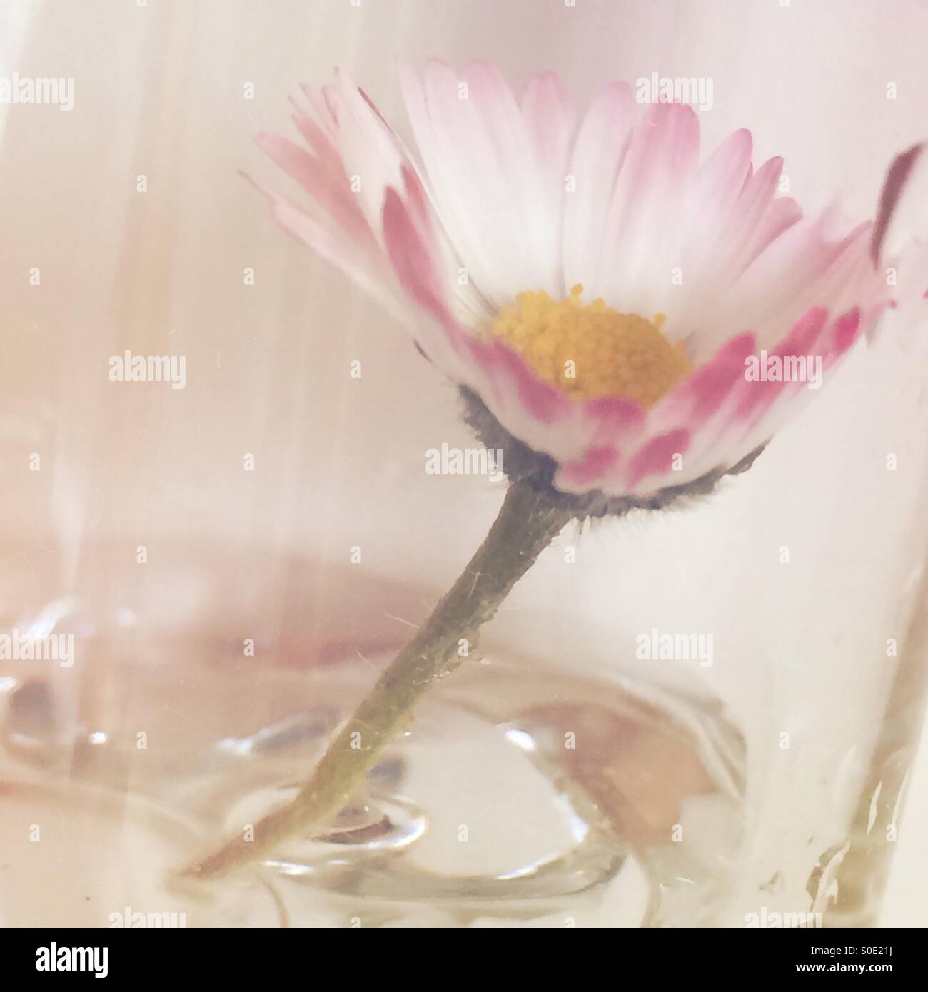 Pink Tinged High Resolution Stock Photography and Images - Alamy