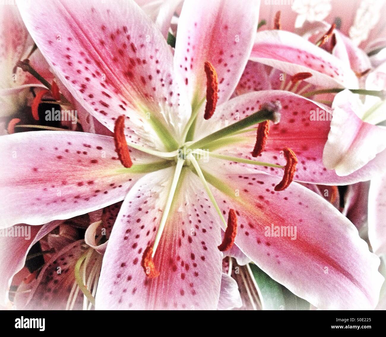 Lilly flower in full bloom Stock Photo - Alamy