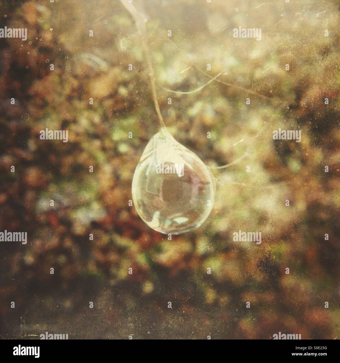 Raindrop suspended on a web Stock Photo - Alamy