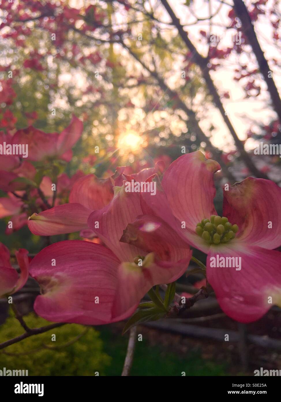 Dogwood tree flowers hi-res stock photography and images - Alamy