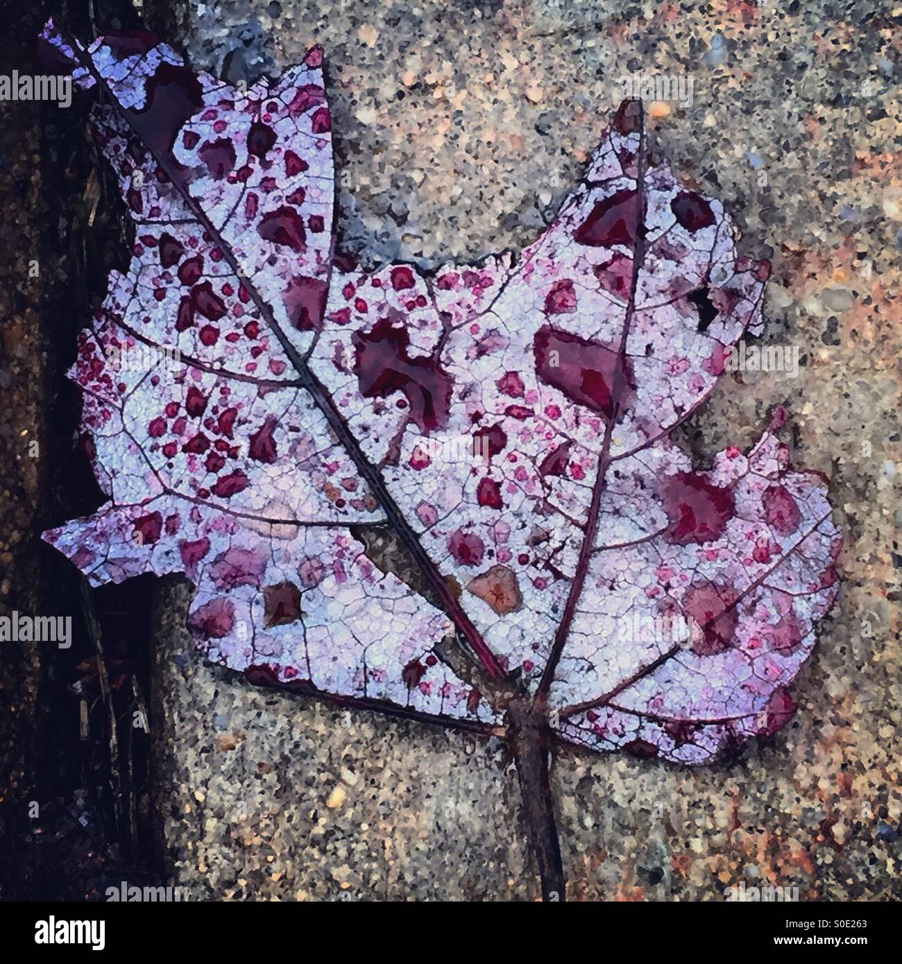 Blood rain hi-res stock photography and images - Alamy