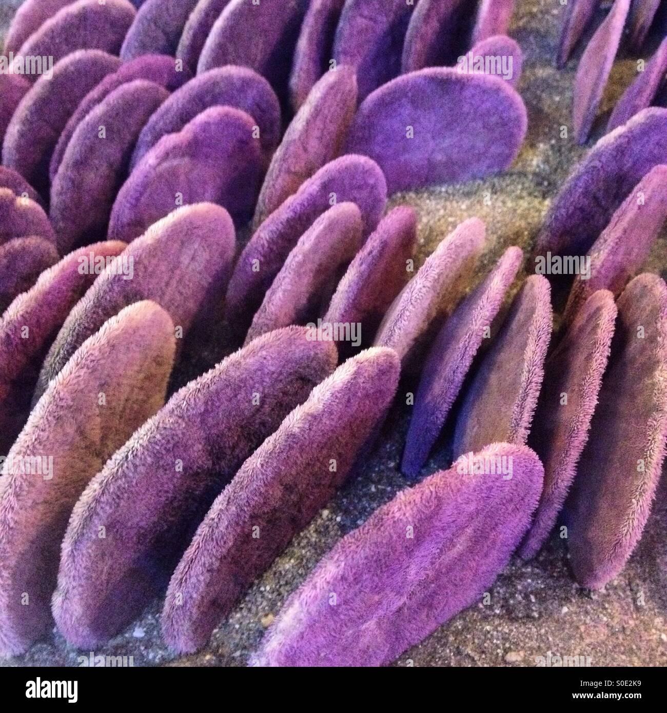 Purple shells hi-res stock photography and images - Alamy