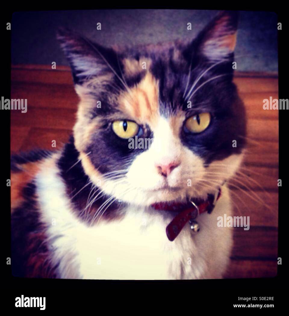 Rosie the surly cat Stock Photo - Alamy