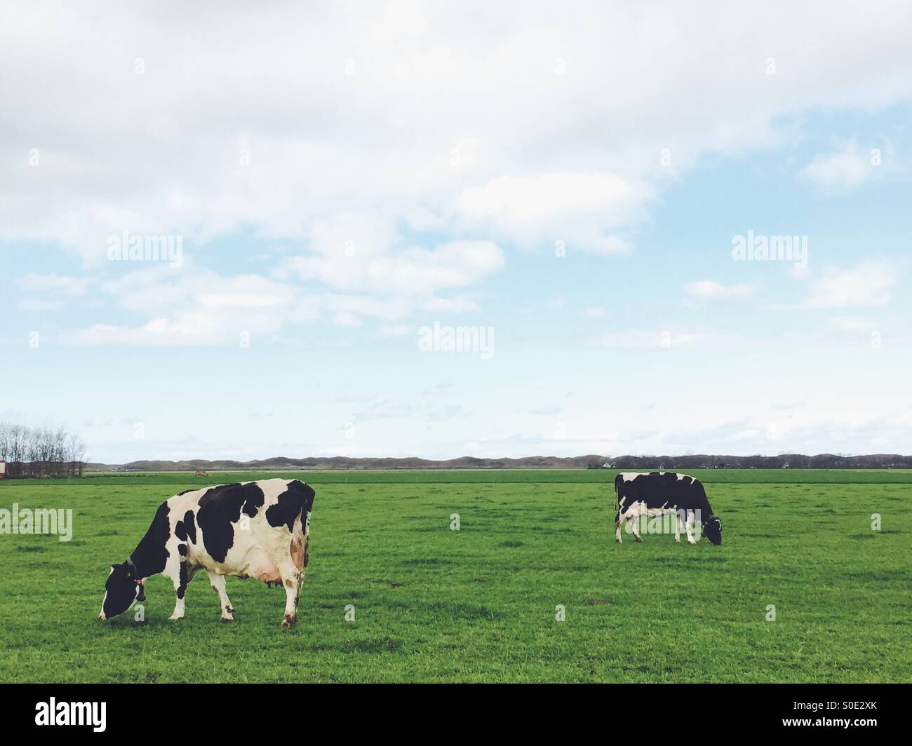 Two cows eating grass hi-res stock photography and images - Alamy