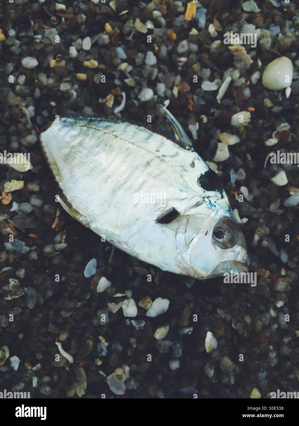 Dead sea animals hi-res stock photography and images - Alamy