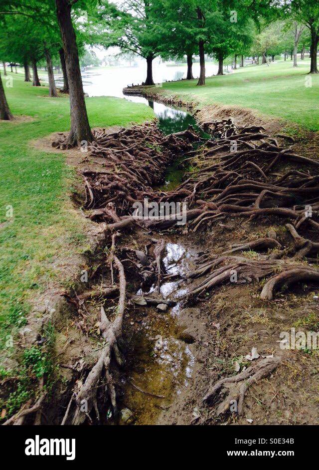 Vascularity hi-res stock photography and images - Alamy