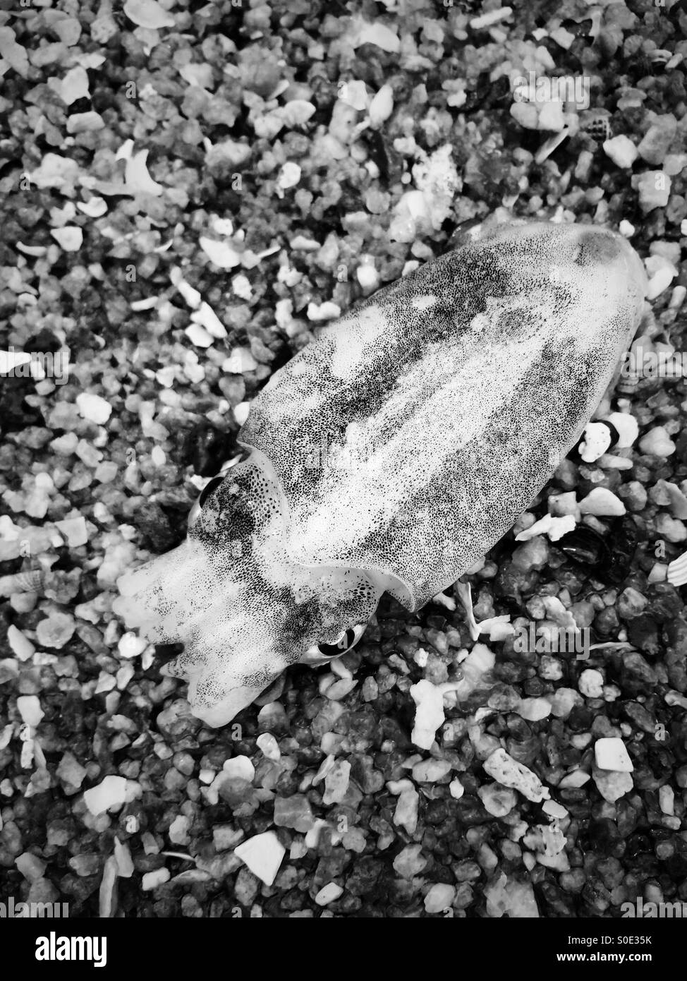 Dead squid at the beach Stock Photo - Alamy