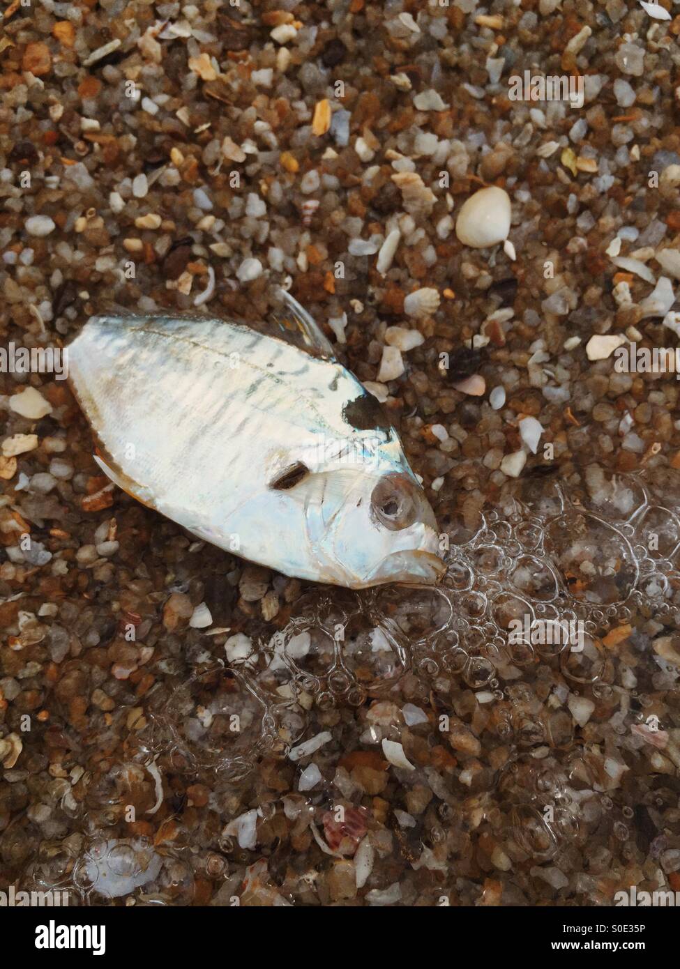 Beach bubbles hi-res stock photography and images - Alamy