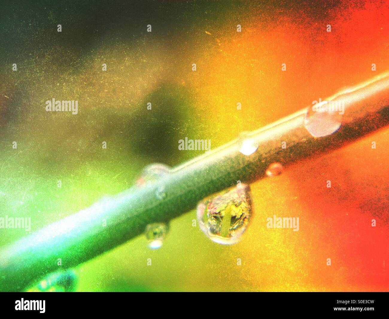 Plant stalk hi-res stock photography and images - Alamy